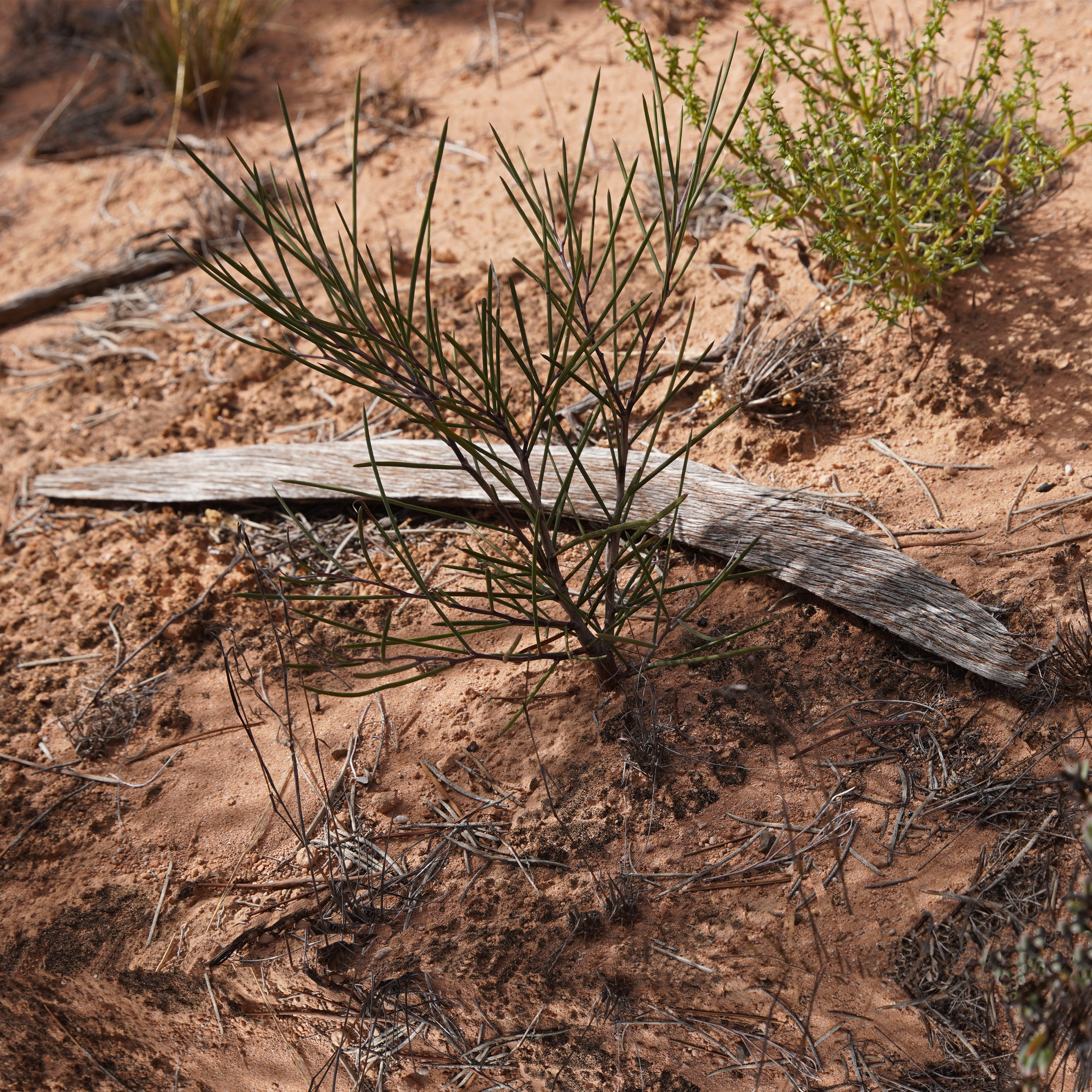 Yuldea Cheat Sheet | Bangarra